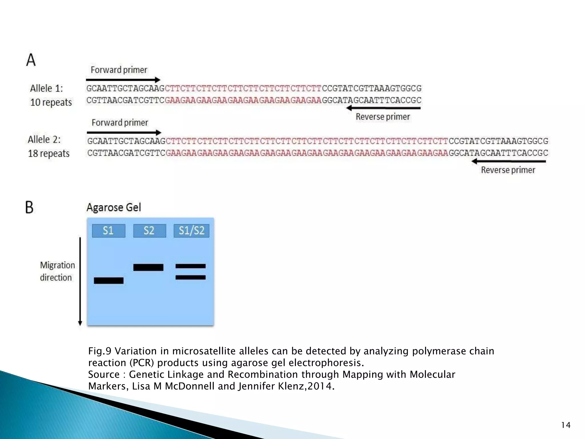 Dominant and codominant markers30nov | PPTX