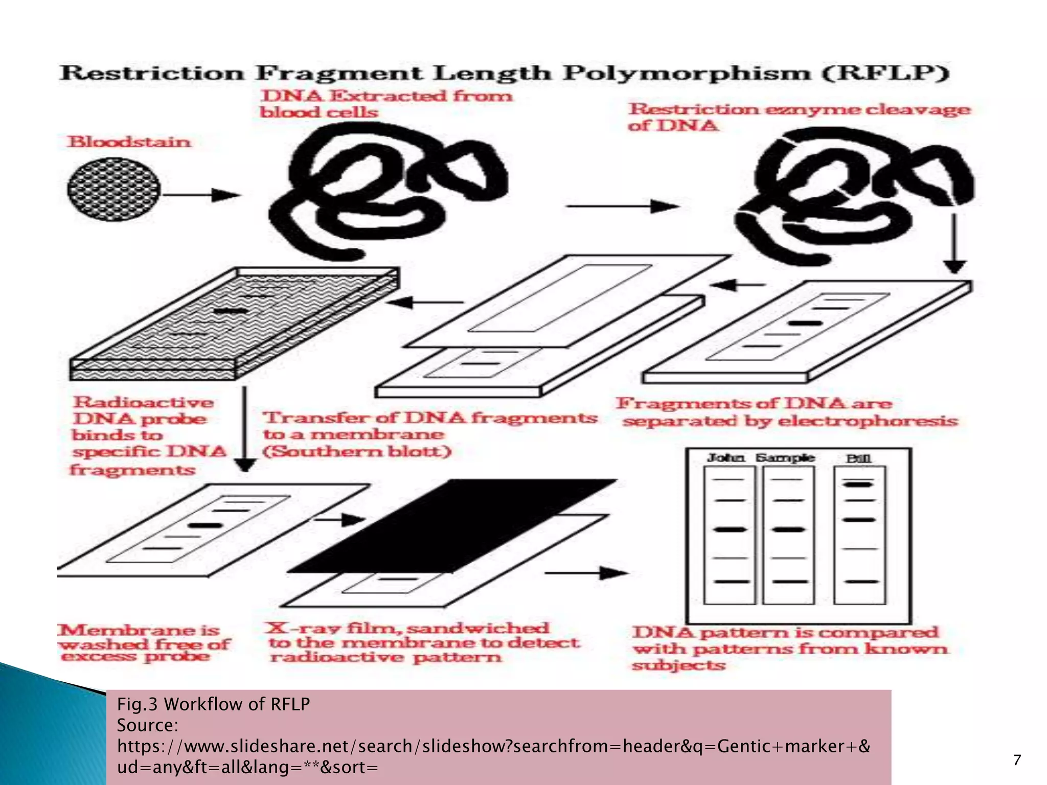Dominant and codominant markers30nov | PPTX