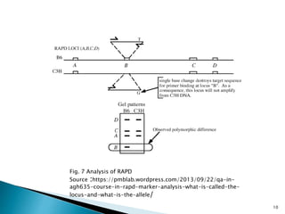 Dominant and codominant markers30nov | PPTX