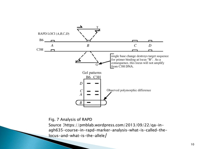 Dominant and codominant markers30nov | PPTX | Genetics | Science