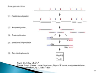 Dominant and codominant markers30nov | PPTX | Genetics | Science
