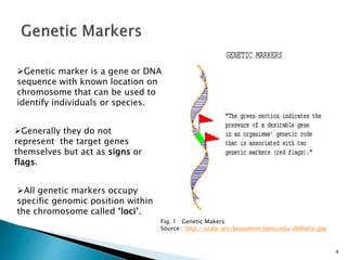 Dominant and codominant markers30nov | PPTX