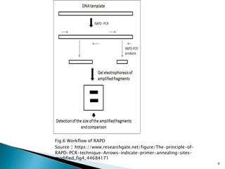 Dominant and codominant markers30nov | PPTX