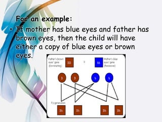 Dominant Vs Recessive Eye Color