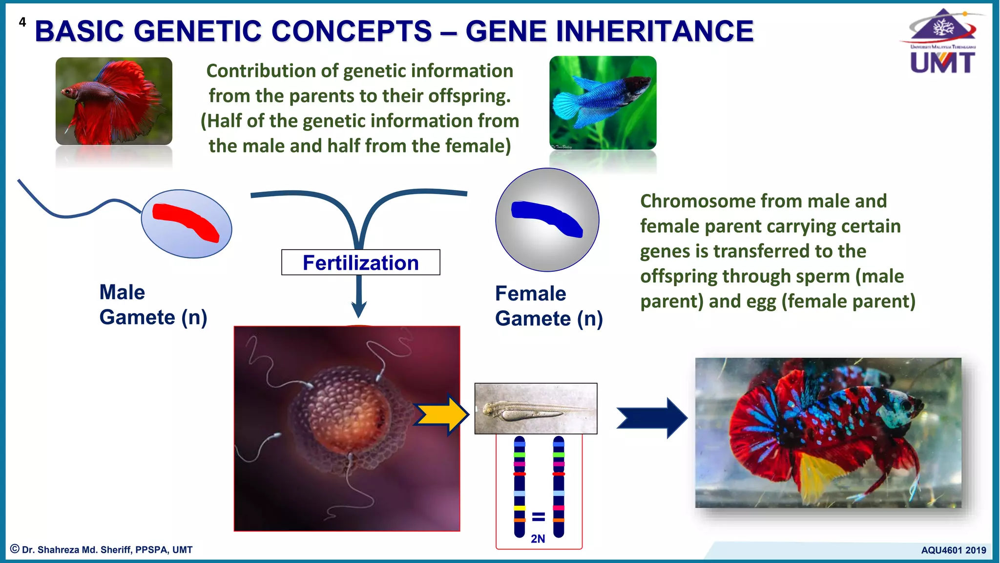 Dominant gene action notes | PPT