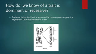 Dominant vs Recessive Genes | PPTX