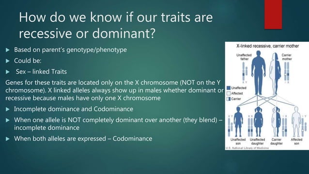 Dominant vs Recessive Genes | PPTX