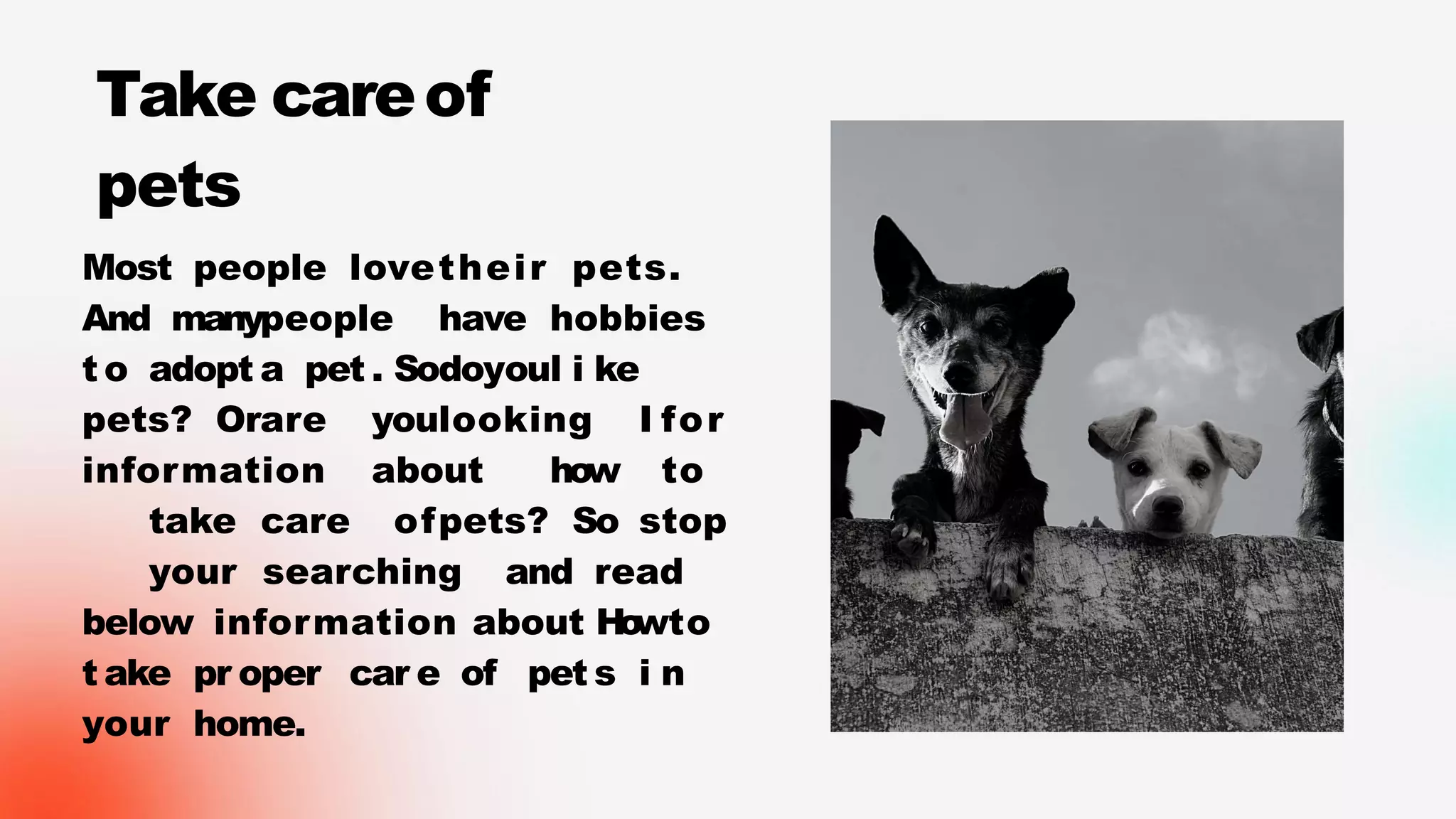 Dominik hulliger | how to take care of pet animals-ppt | PPTX