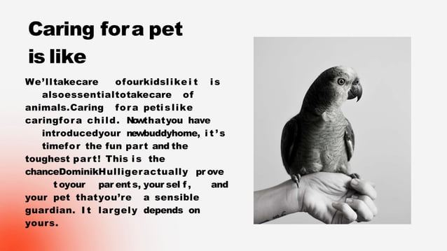 Dominik hulliger | how to take care of pet animals-ppt | PPTX