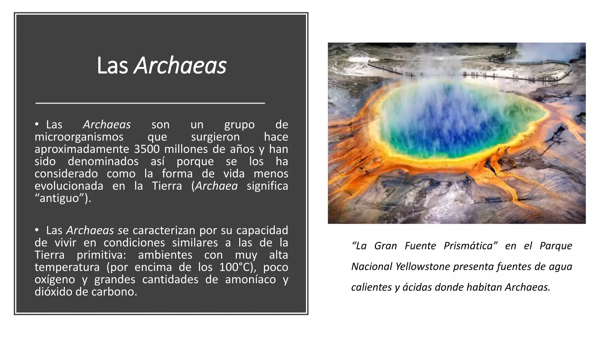 Dominio Archaea.pptx Brian Guzman Malament 1° año (C.A.B.A.) | PPT