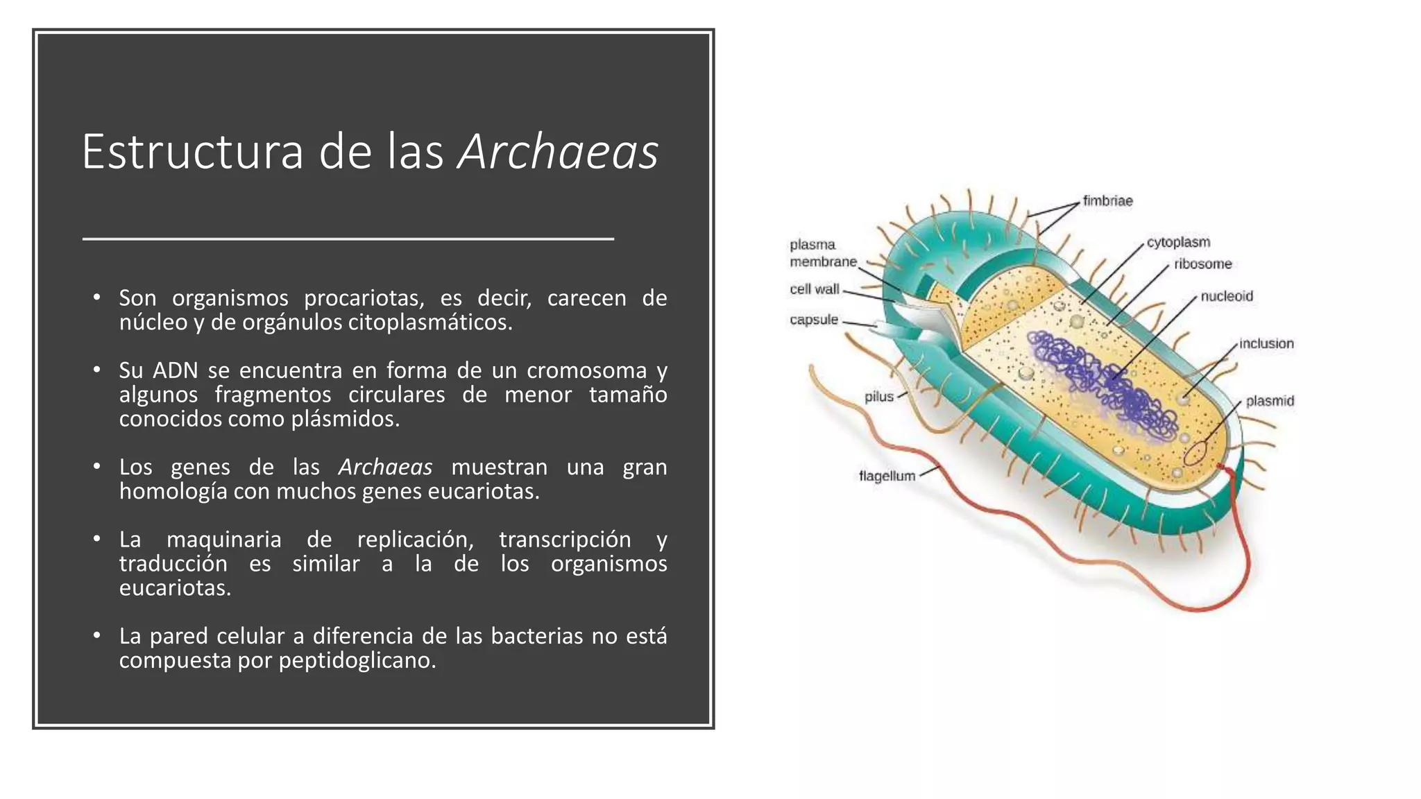 Dominio Archaea.pptx Brian Guzman Malament 1° año (C.A.B.A.) | PPTX