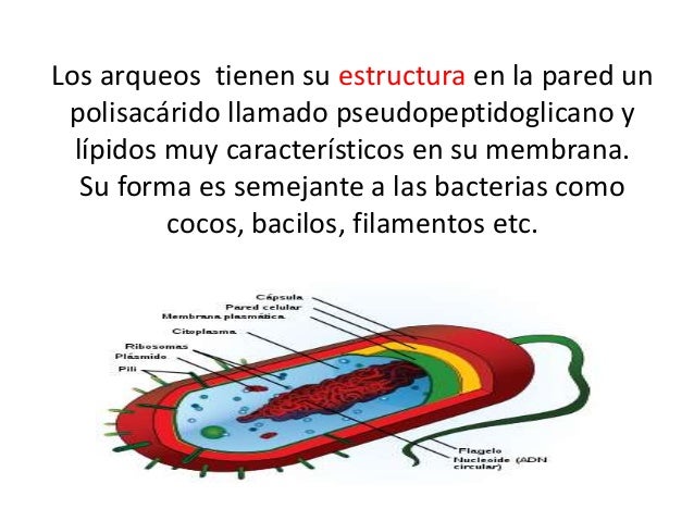 Dominio archaea (arqueobacterias)