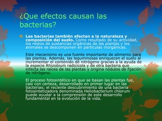 Dominio eubacteria | PPTX