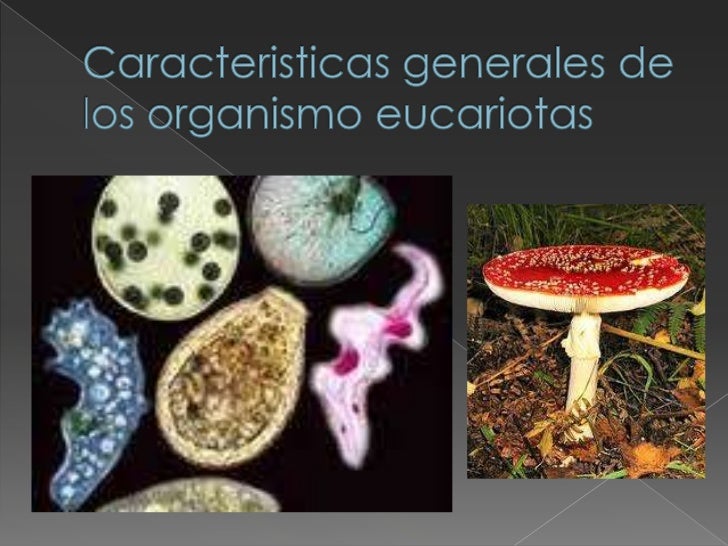 Eukarya Ejemplos