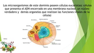 Dominio Eukarya | PPTX