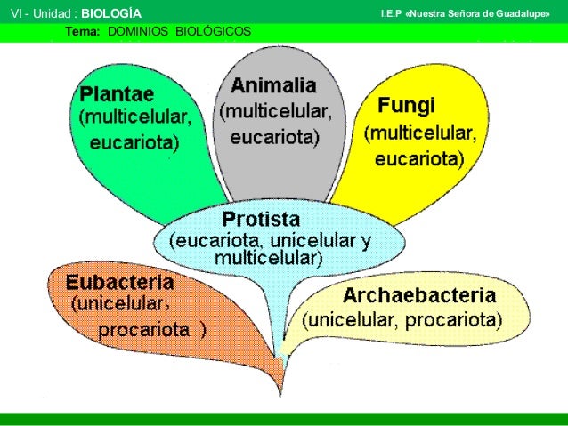 Dominios y reinos biológicos