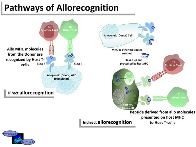 Allogeneicity and Immunogenicity of Stem Cell Therapy : a ...