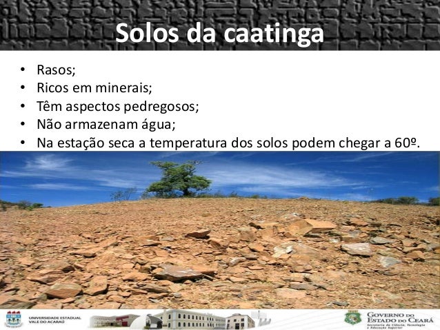 Domínio das caatingas