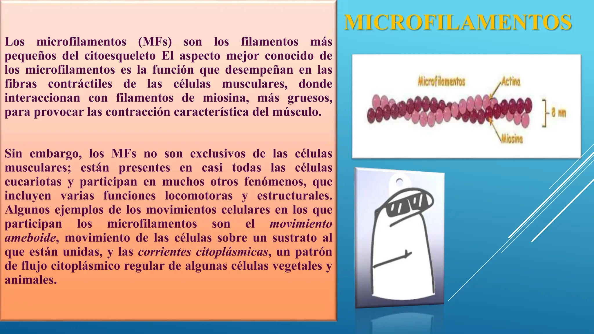 Biología Celular Citoesqueleto Unidad III.pptx