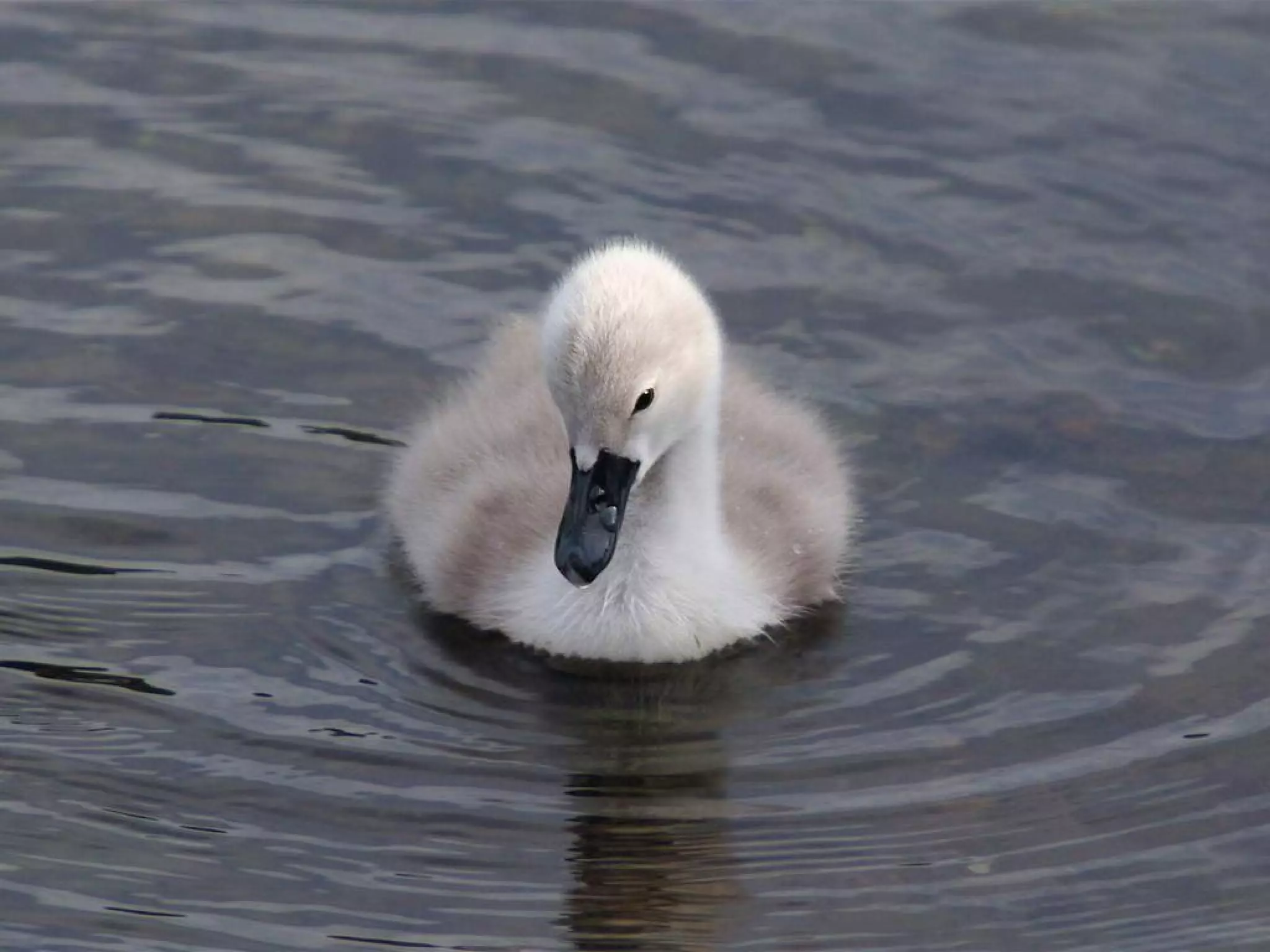 Donald Ducks Relatives (Nx Power Lite) | PPS