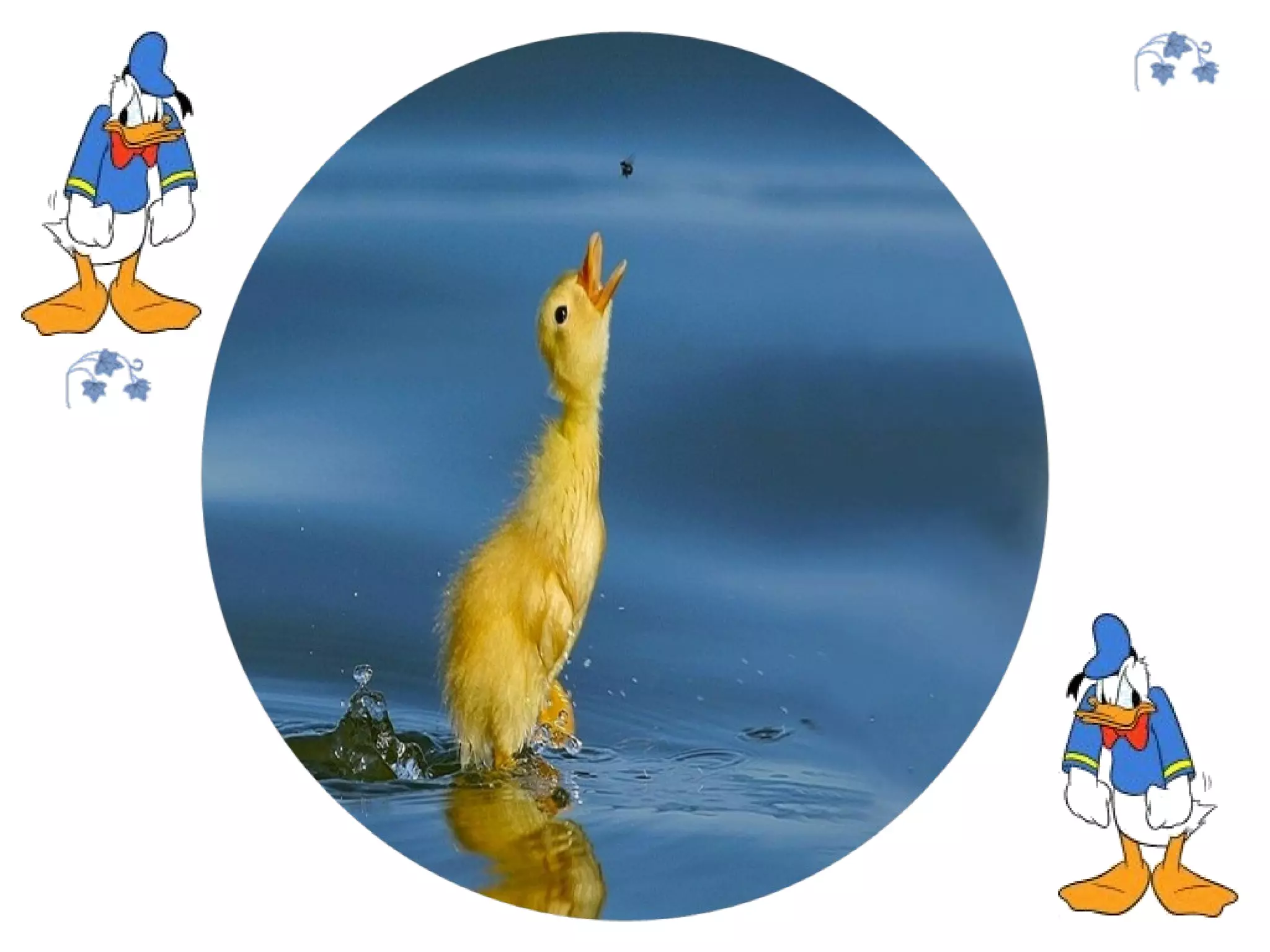 Donald Ducks Relatives (Nx Power Lite) | PPS