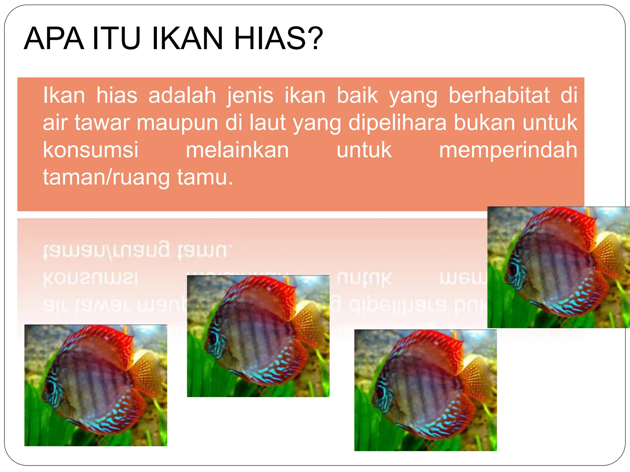 (done) BUDIDAYA IKAN HIAS DAN AKUASKAP.pptx