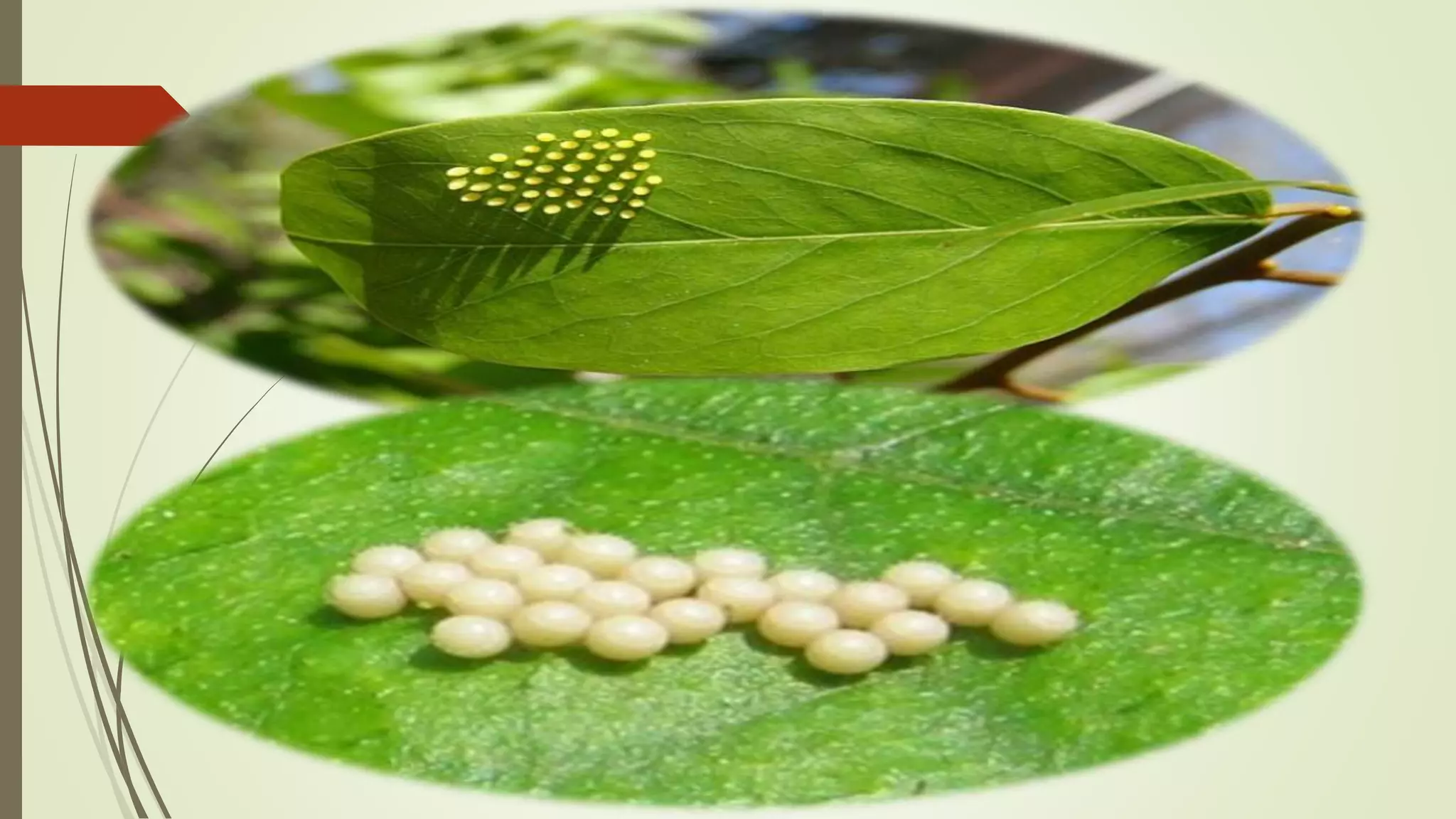 Doniella reyes h11 c act. 3 ppt | PPTX