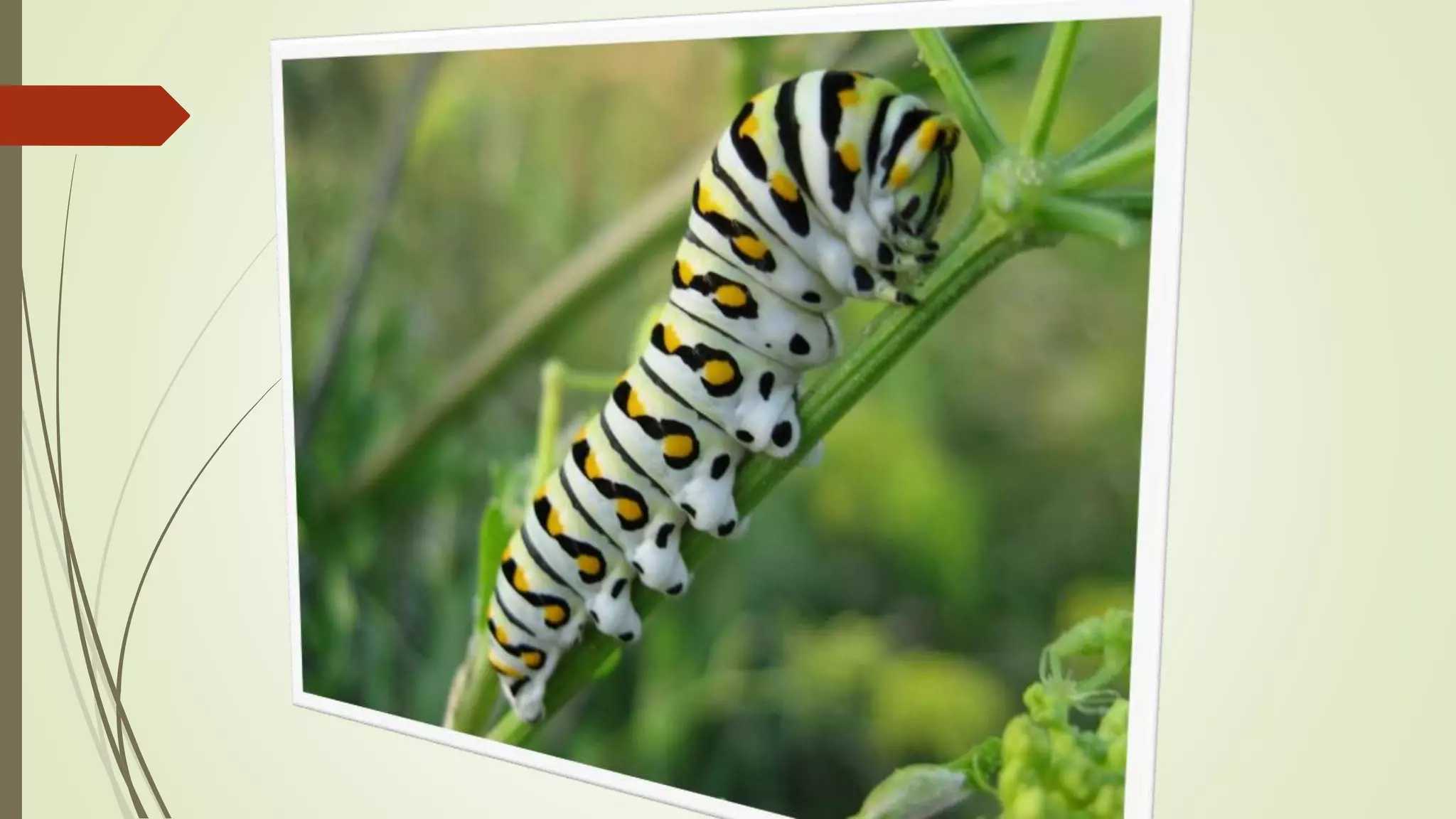 Doniella reyes h11 c act. 3 ppt | PPTX