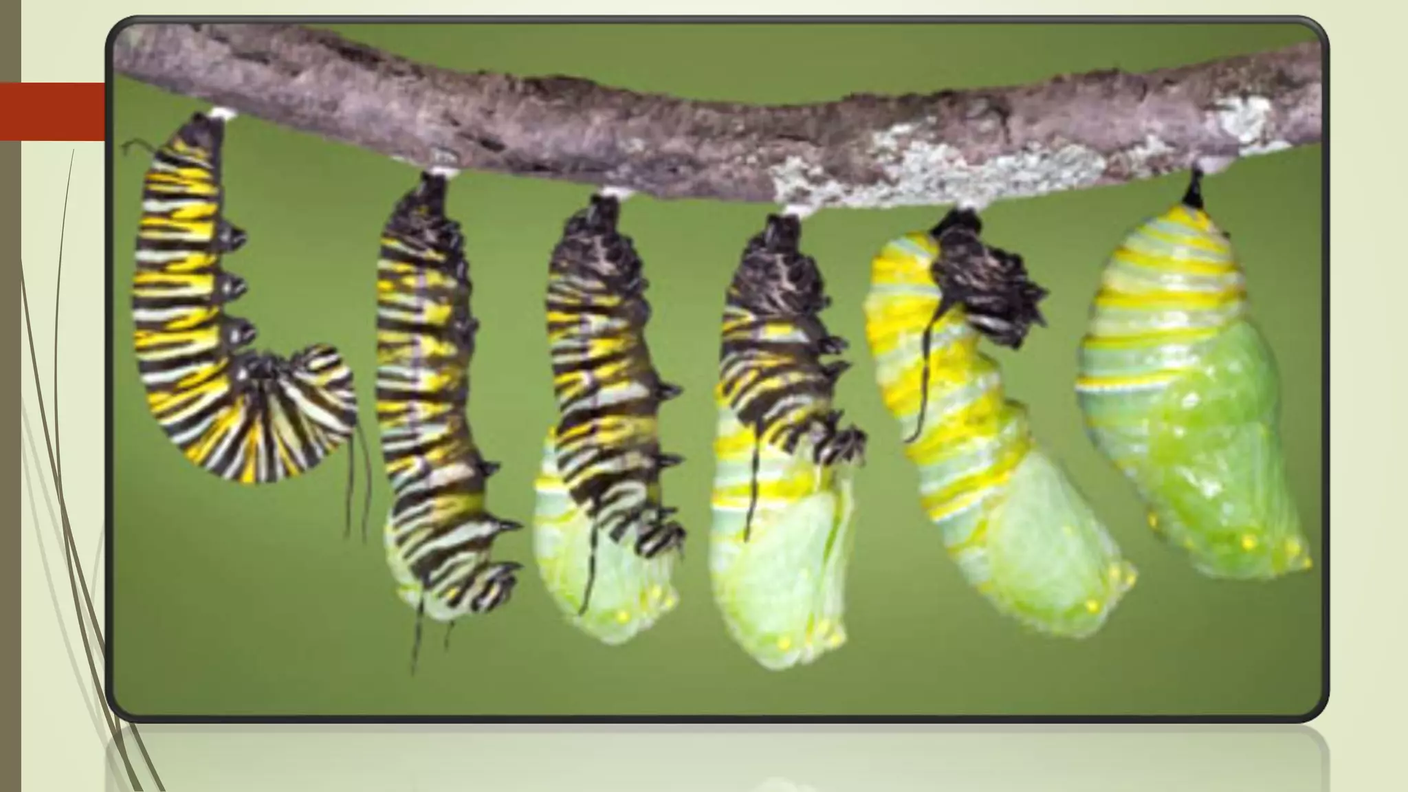 Doniella reyes h11 c act. 3 ppt | PPTX