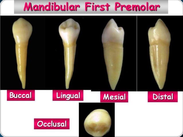 Morfologija donjih premolara | PPTX