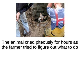 Donkey in the well, Shake it off and take a step up | ODP