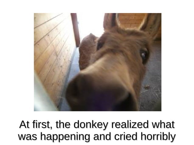 Donkey in the well, Shake it off and take a step up | ODP