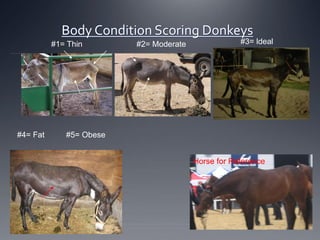 Donkeynutrition | PDF