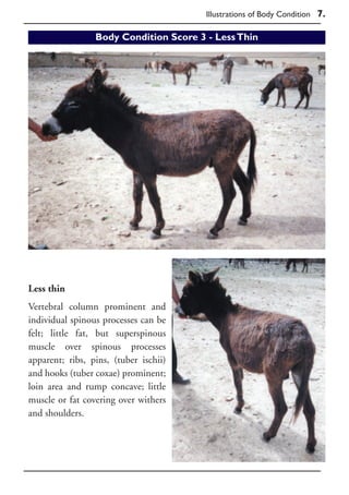 A Guide to Live Weight Estimation and Body Condition Scoring of Donkeys ...