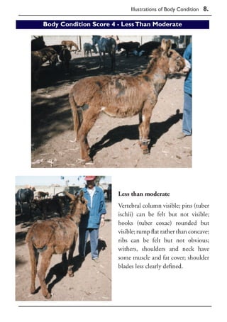 A Guide to Live Weight Estimation and Body Condition Scoring of Donkeys ...