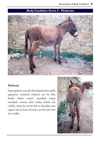 A Guide to Live Weight Estimation and Body Condition Scoring of Donkeys ...