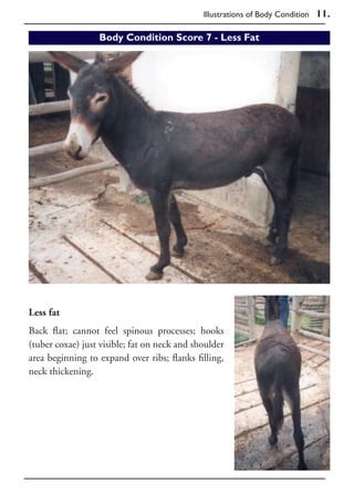 A Guide to Live Weight Estimation and Body Condition Scoring of Donkeys ...