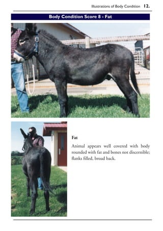 A Guide to Live Weight Estimation and Body Condition Scoring of Donkeys ...