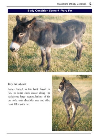 A Guide to Live Weight Estimation and Body Condition Scoring of Donkeys ...