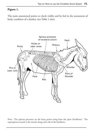 A Guide to Live Weight Estimation and Body Condition Scoring of Donkeys ...