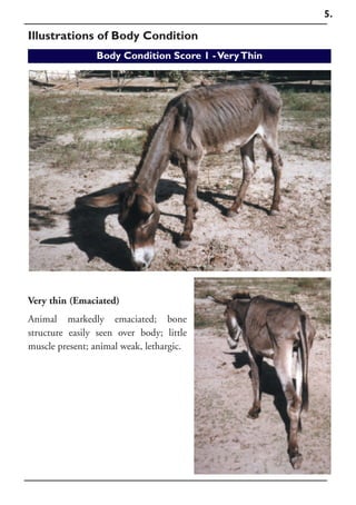 A Guide to Live Weight Estimation and Body Condition Scoring of Donkeys ...