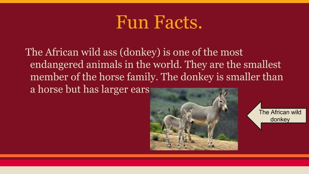 Donkeys presentation me and amy -) (1) | PPT