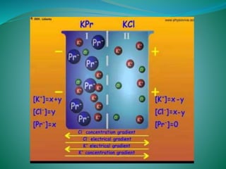 Donnans equilibrium and Bohar's effect (mushtaq ahmed and lippincott) biochemistry | PPTX
