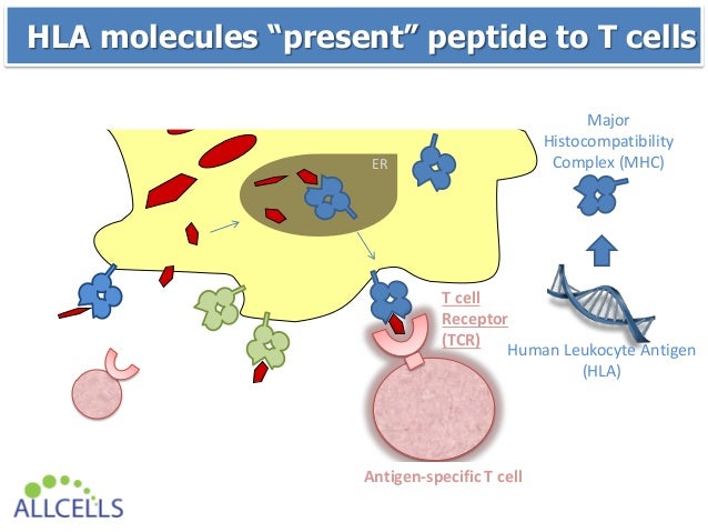 Donor HLA Typing 101