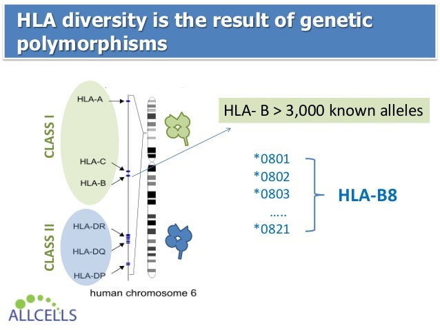 Donor HLA Typing 101