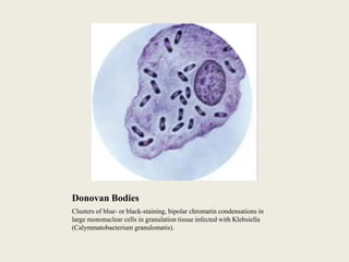 Donovanosis | PPTX