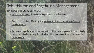 Sagebrush Seedling Recruitment Following Tebuthiuron Application | PPTX