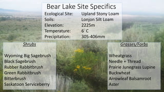 Sagebrush Seedling Recruitment Following Tebuthiuron Application | PPTX