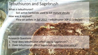 Sagebrush Seedling Recruitment Following Tebuthiuron Application | PPTX