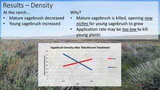 Sagebrush Seedling Recruitment Following Tebuthiuron Application | PPTX